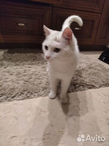 Котик Беляш