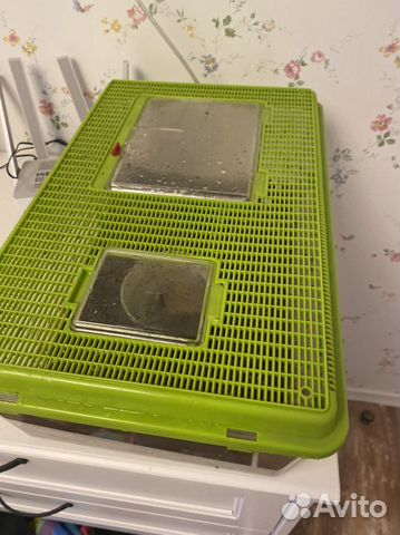 Улитки ахатины