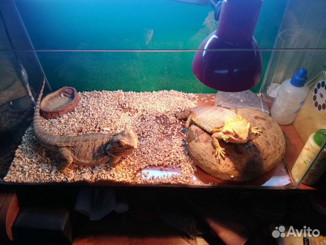 Бородатая агама