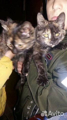 Поиск дома котяткам