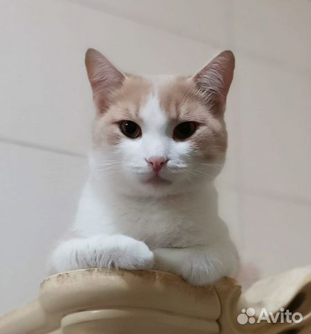 Персик, 1 год, из приюта. Привезу