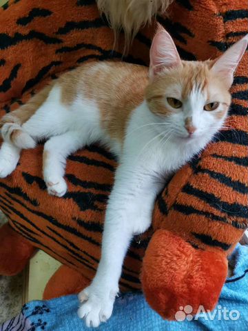 Кошка в добрые руки