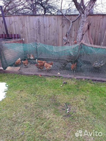 Куры несушки 10шт