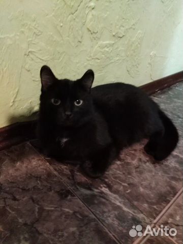 Кошечка Белла