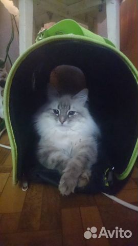 Невско маскарадный кот на вязку