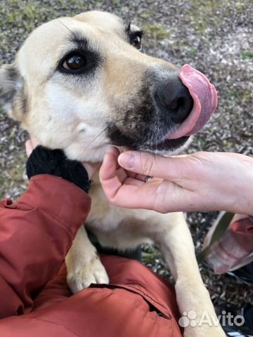 Послушная супер собака в добрые руки