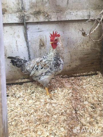 Петух Легбар