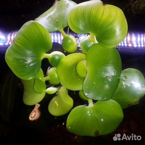 Водный гиацинт - эйхорния