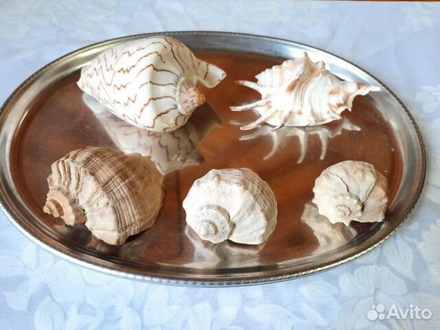 Набор Ракушек