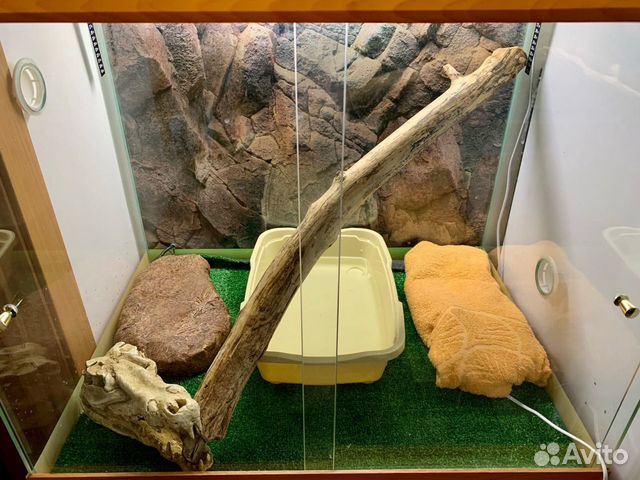 Boa constrictor imperator
