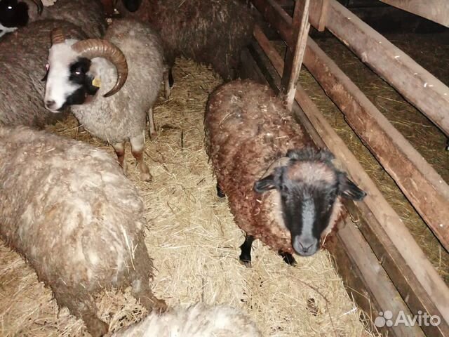 Бараны и барашки, овца, овечки, овцы