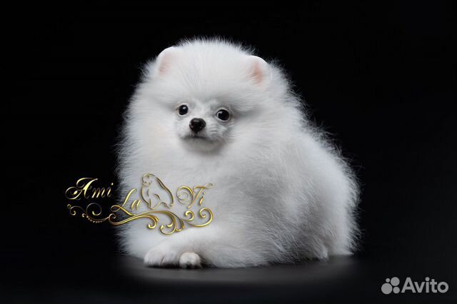 Померанский шпиц мальчик