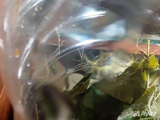 Палочник аннамский нимфа