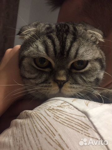 Связка с шотландской кошечкой