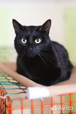 Чёрный молодой умный котик