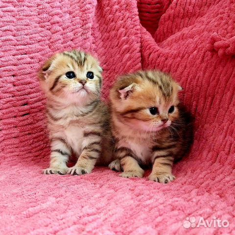Шиншиловые шотландские котятки