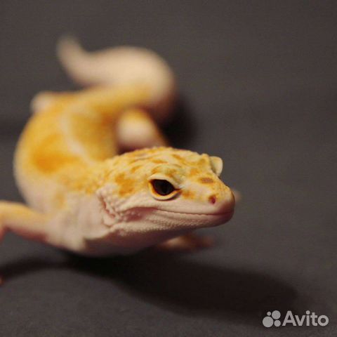 Эублефар + терариум