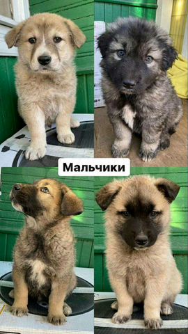 Щенки ждут хозяина