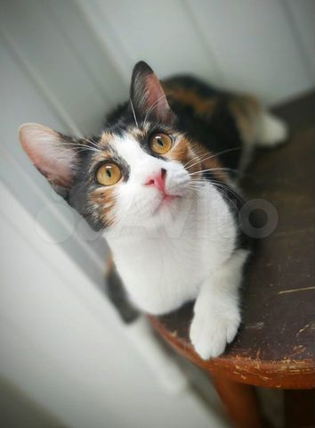 Кошка Симона в добрые руки