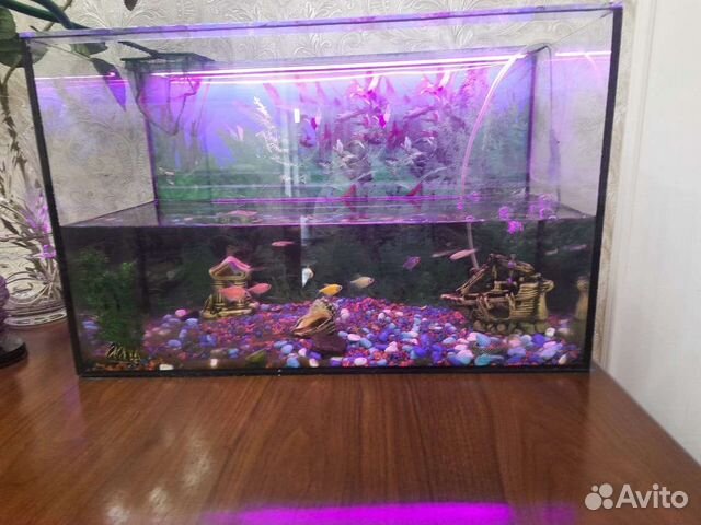 Аквариум и рыбки