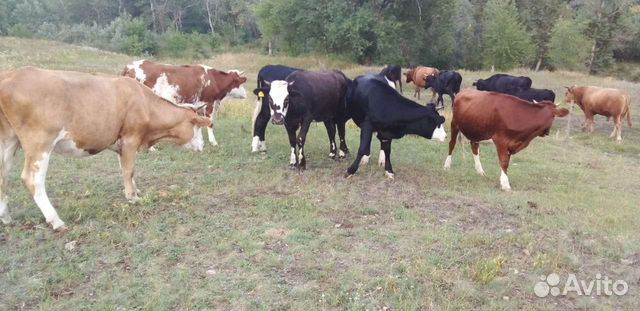 Телки, телята, бык