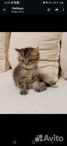 Шотландские котята