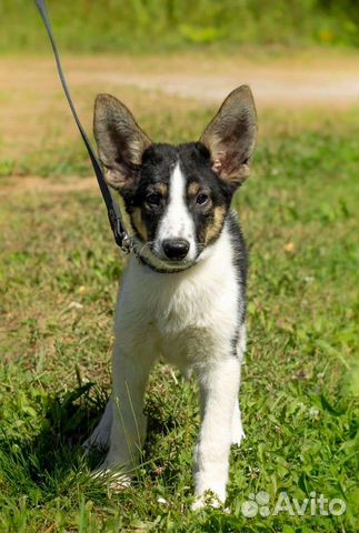 Ушастик Джонни ищет дом