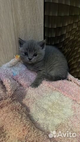 Британский котёнок