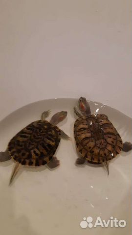 Две красноухие черепахи бесплатно