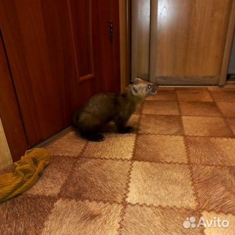 Соболь животное