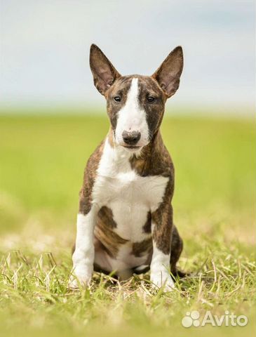 Миниатюрный бультерьер