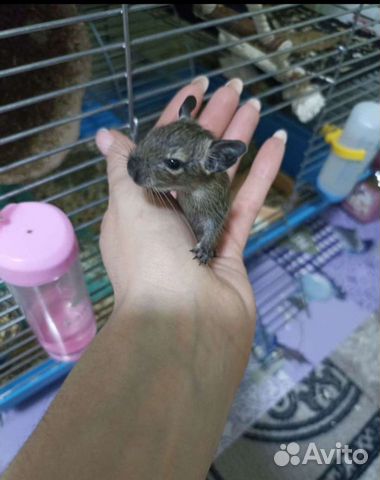 Чилийская белка дегу