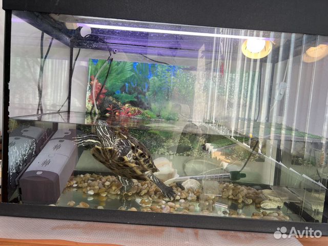 Черепаха с аквариумом (+фильтр, нагреватель воды)