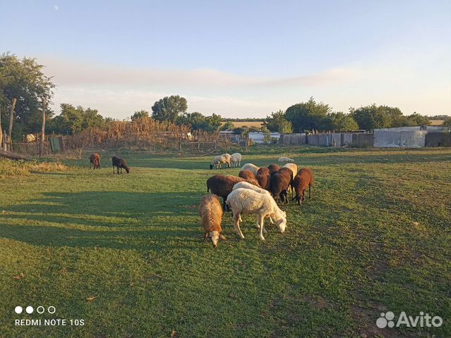 Овцы бараны ягнята курдючные