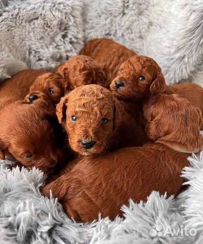 Яркие мальтипу щенки