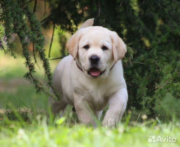 Щенки лабрадора