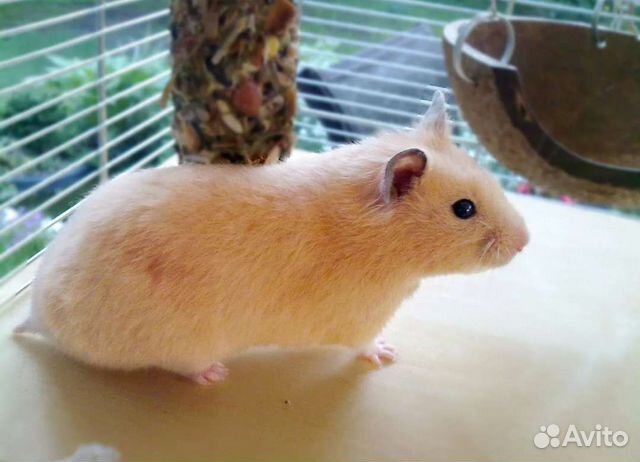 Сирийский хомяк