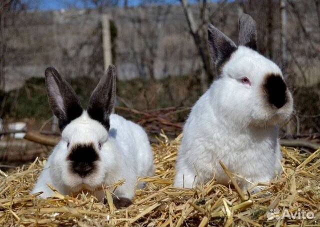 Продаю кролей канадский великан