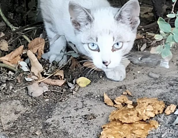 Тайского котёнка подбросили на рынок
