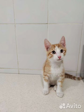 2-х месячные котята