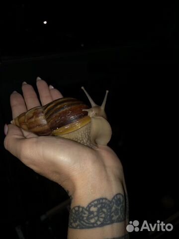 Улитки ахатины