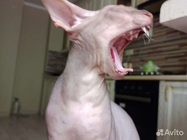 Канадский сфинкс девочка