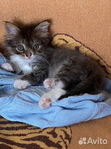 Отдам даром ласковую кошечку