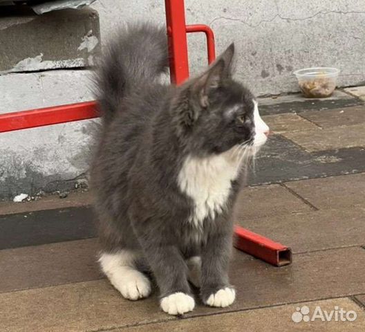 Серый бельчонок, Котенок-ласкуша ждет вас