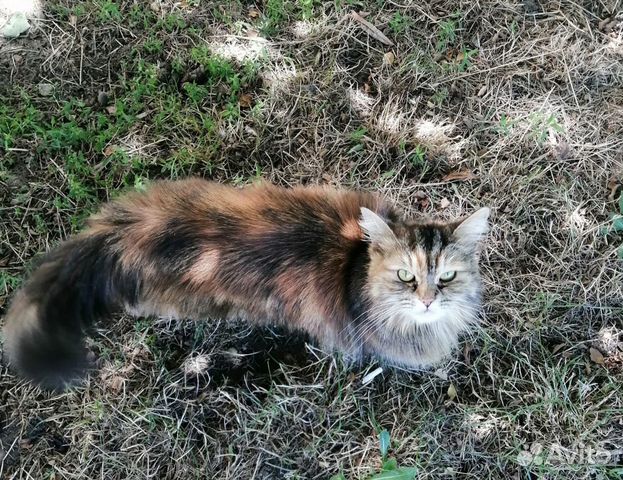 Кошки в добрые руки бесплатно