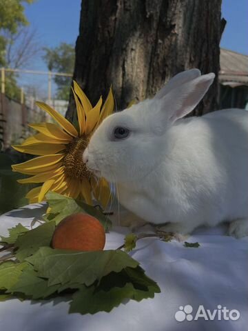 Декоративный кролик: гермилин