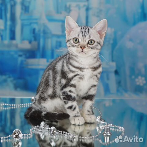 Американская короткошерстная кошка
