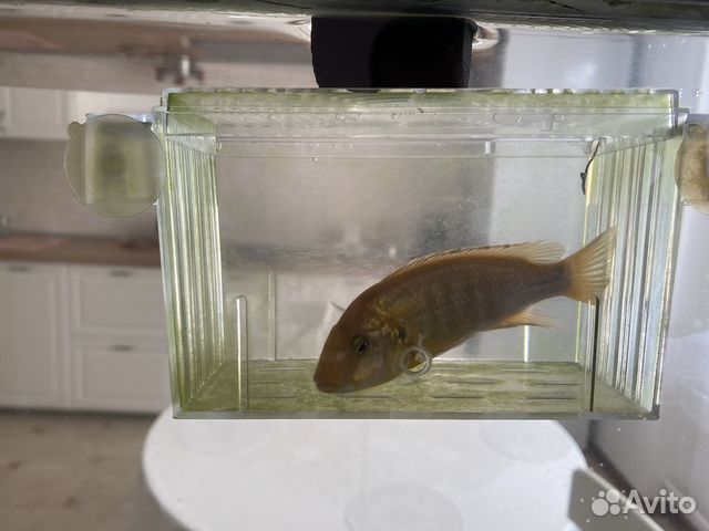 Африканская цихлида колибри