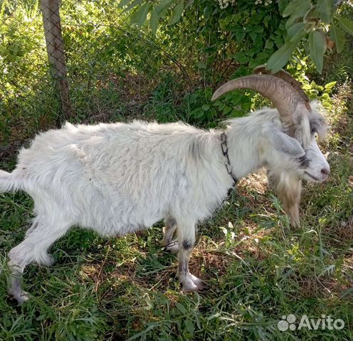 Козлик