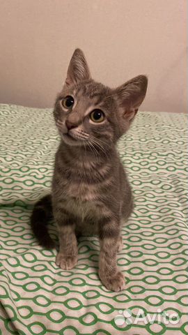 Котенок мальчик Иннокентий